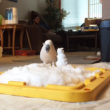 Handsome cockatoo enjoys his first time playing with snow