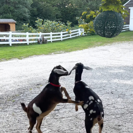 Happy goats dance around outside the barn every evening