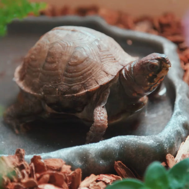 Kindhearted man discovers how to make his pet turtle happy