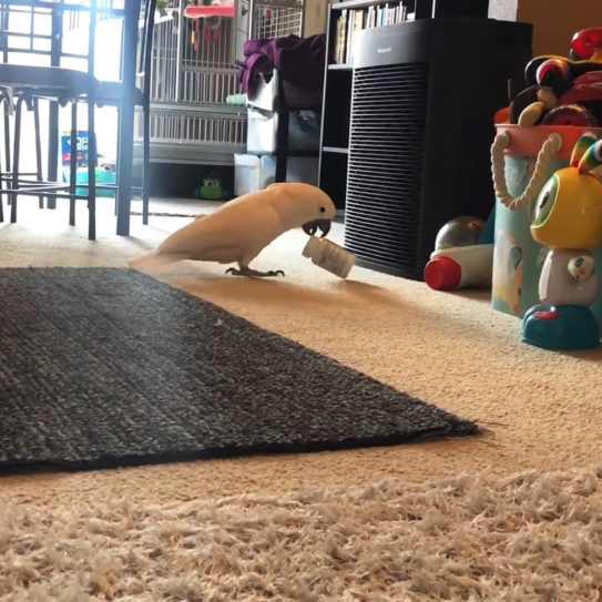 Lively cockatoo is endlessly entertaining with his hilarious antics