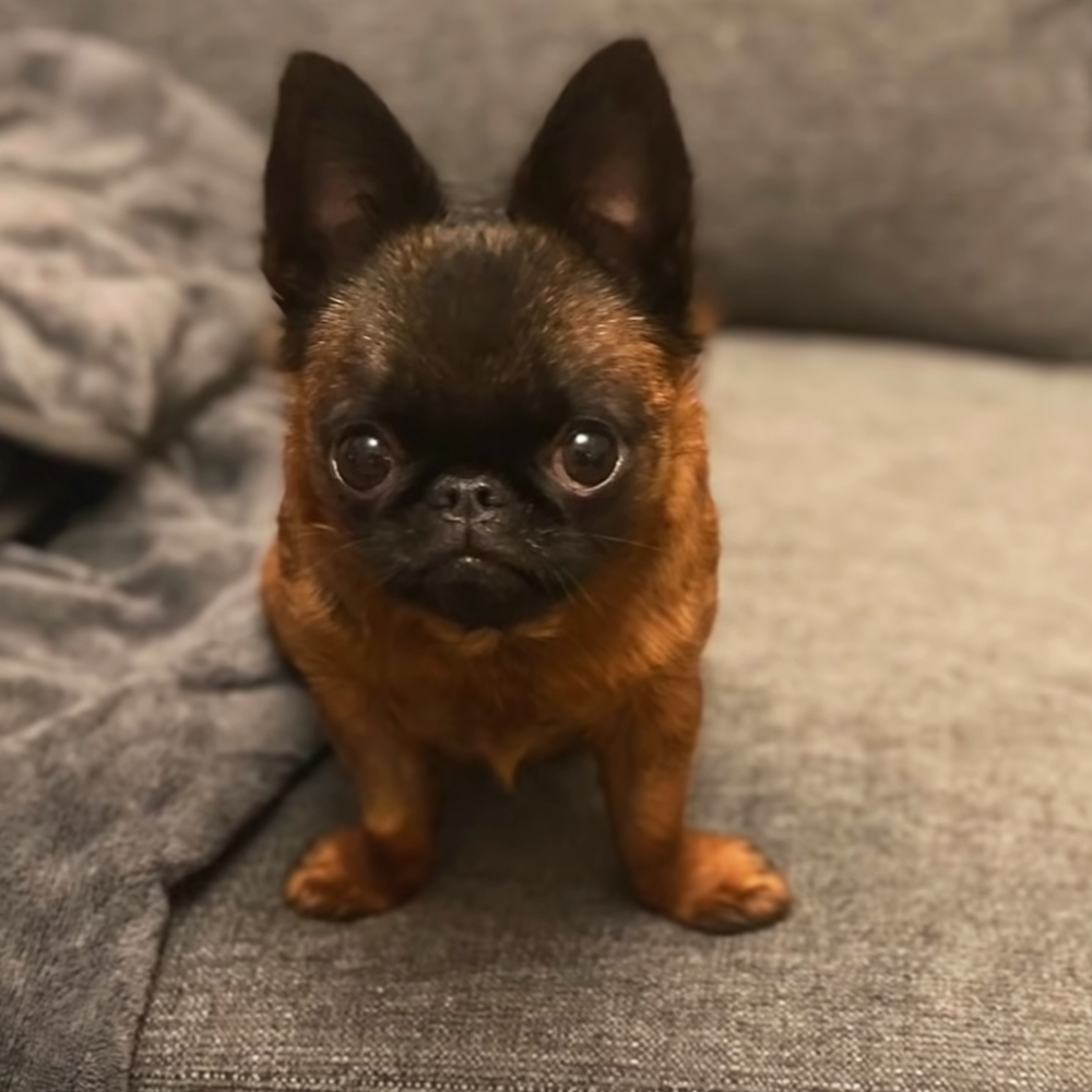 Pint-sized dwarf dog finds a loving home with doggy siblings