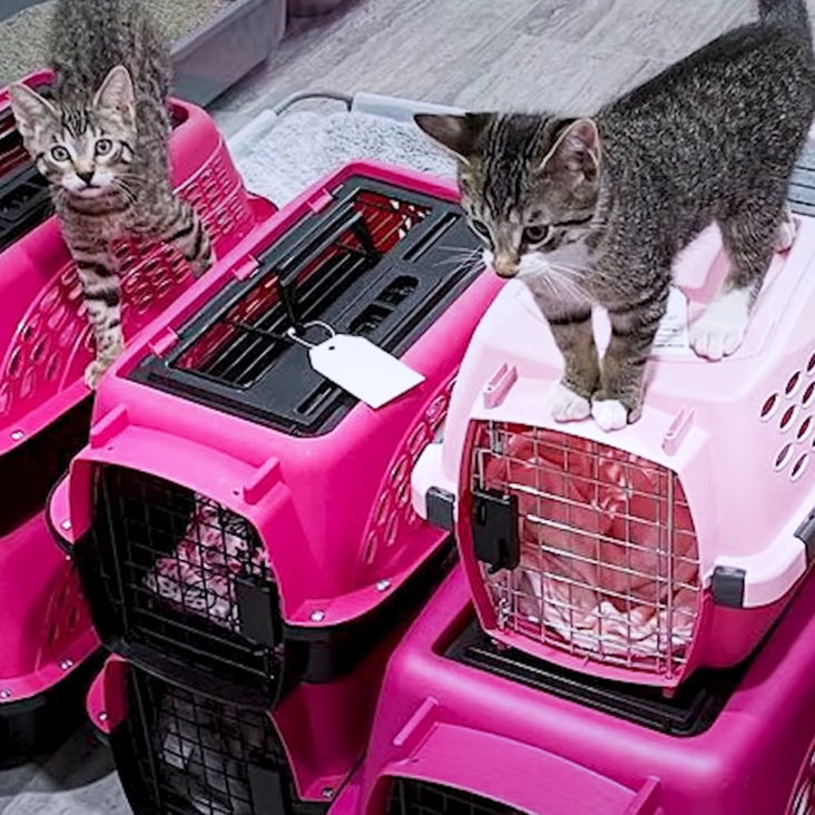 Pregnant Rescue Cat Gives Birth To Six Equally Adorable Kittens