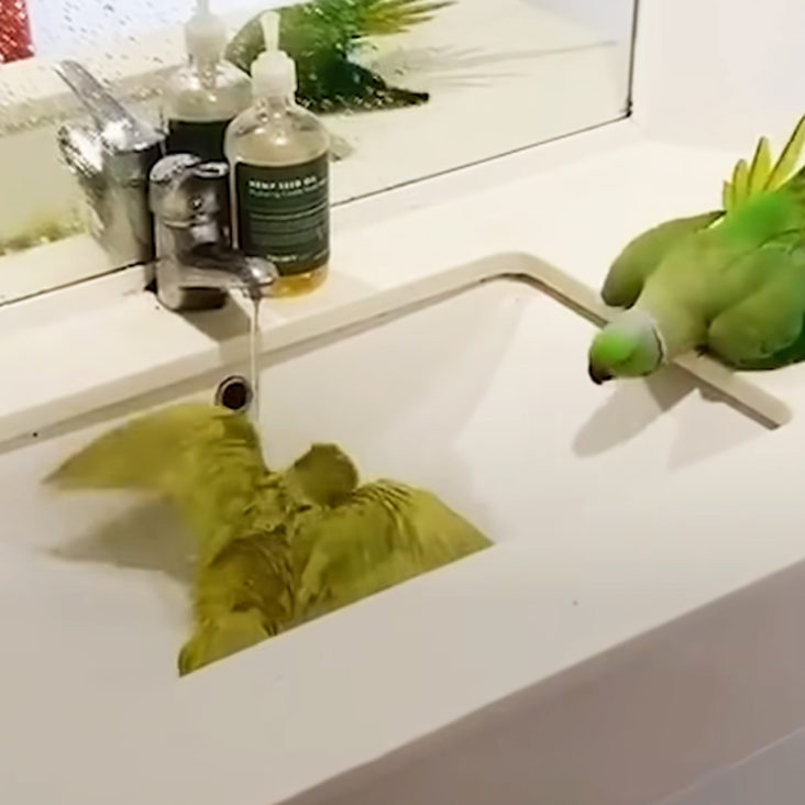 Sweet little parrot gets boisterous baby sister and hilarity ensues ...