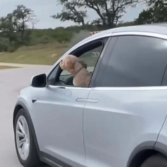 Tiny dog spotted in driver’s seat of Tesla with no one else in the car ...