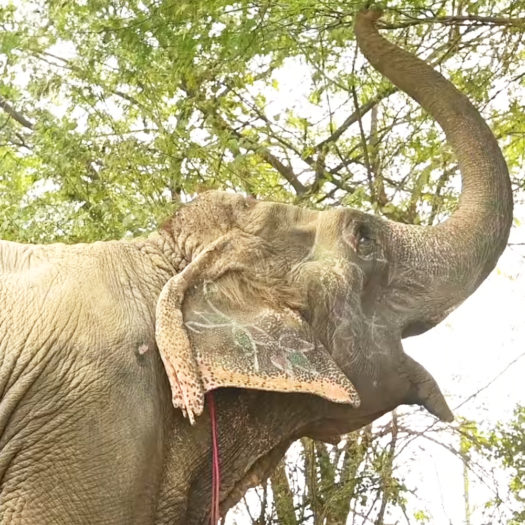 Visually impaired senior elephant takes her first steps of freedom