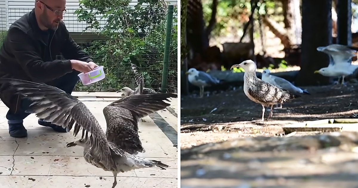 Man builds seagull shelter, adopts 46 injured seagulls
