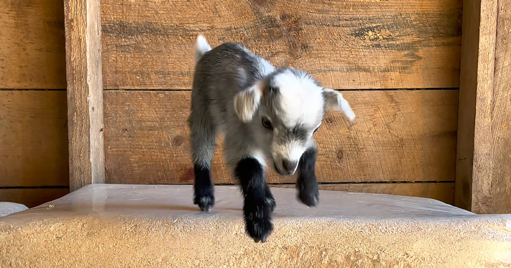 Adorable 29-ounce baby goat thinks she's a puppy.