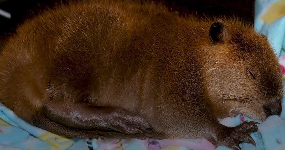 Adorable rescued beaver can’t sleep without his blankie – Madly Odd!