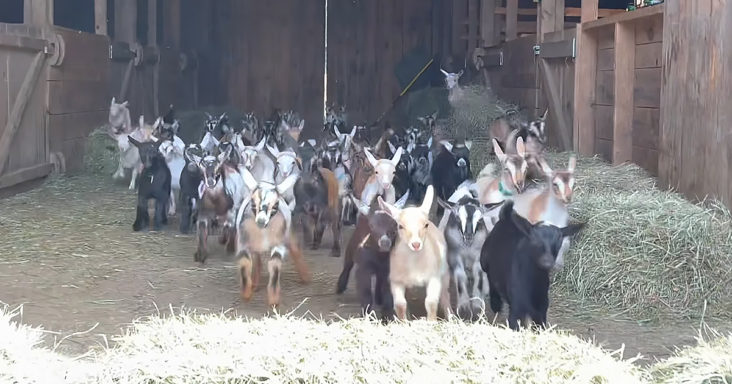 Baby goats run obstacle course for mama's milk