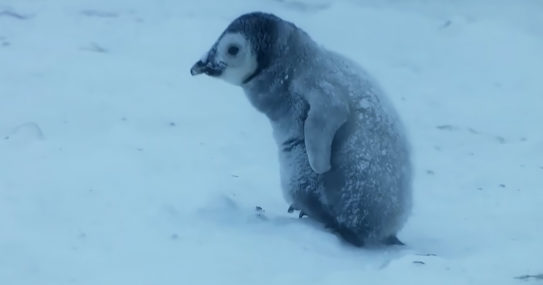 Baby penguin braves harrowing blizzard is search of mum – Madly Odd!