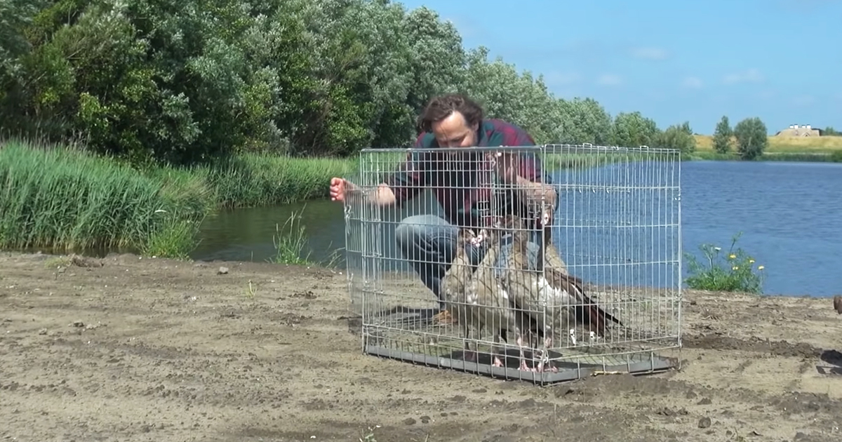 Bird release takes surprising turn moments later