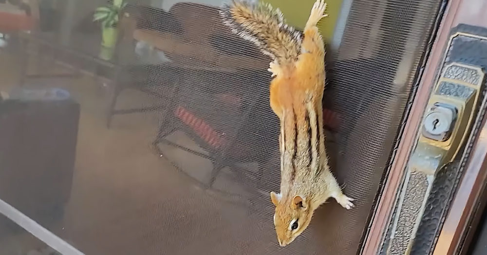 Chipmunk hangs on screen door to say hello to human friend – Madly Odd!