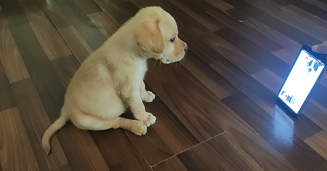 Confused puppy doesn’t understand recording of dogs barking