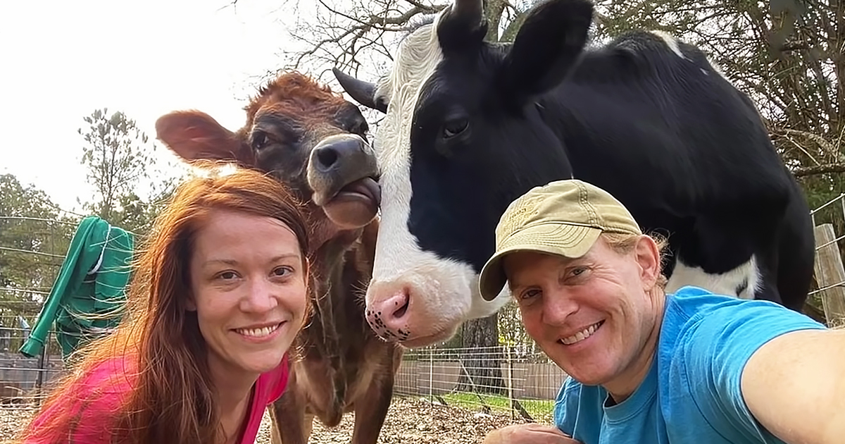 Cow’s life is changed forever when a loving family accepts her as their own