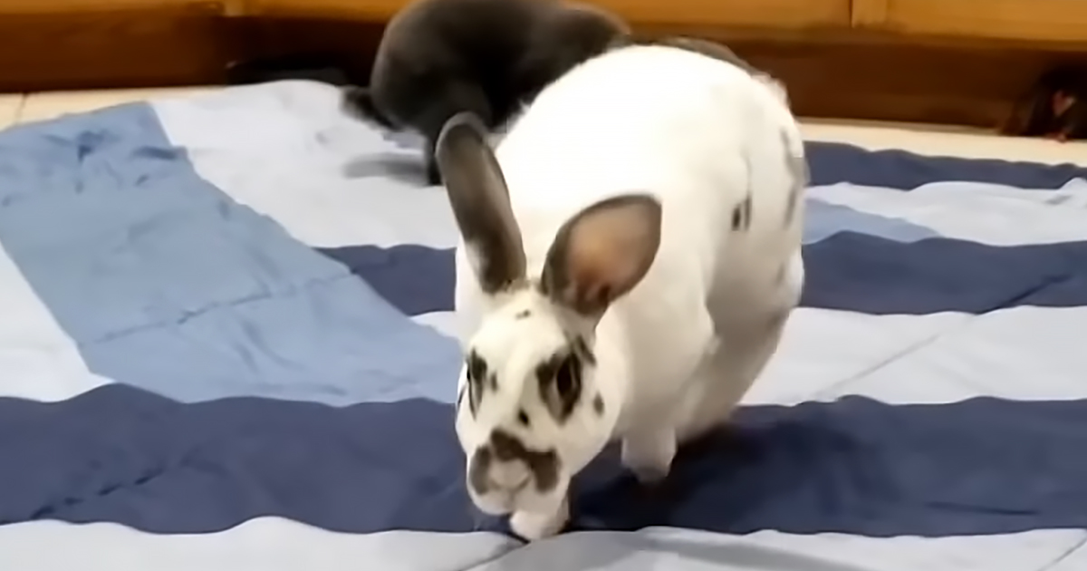 Determined bunny surprises rescuer by learning to hop again