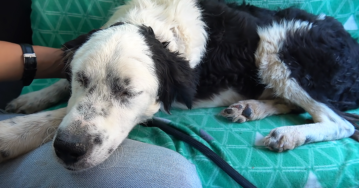 Dog feels relaxed for the first time in her life after being rescued ...