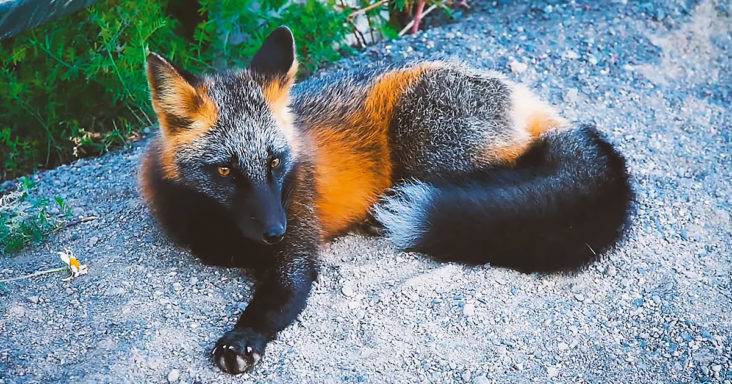 Extremely rare melanistic cross fox spotted out in the wild