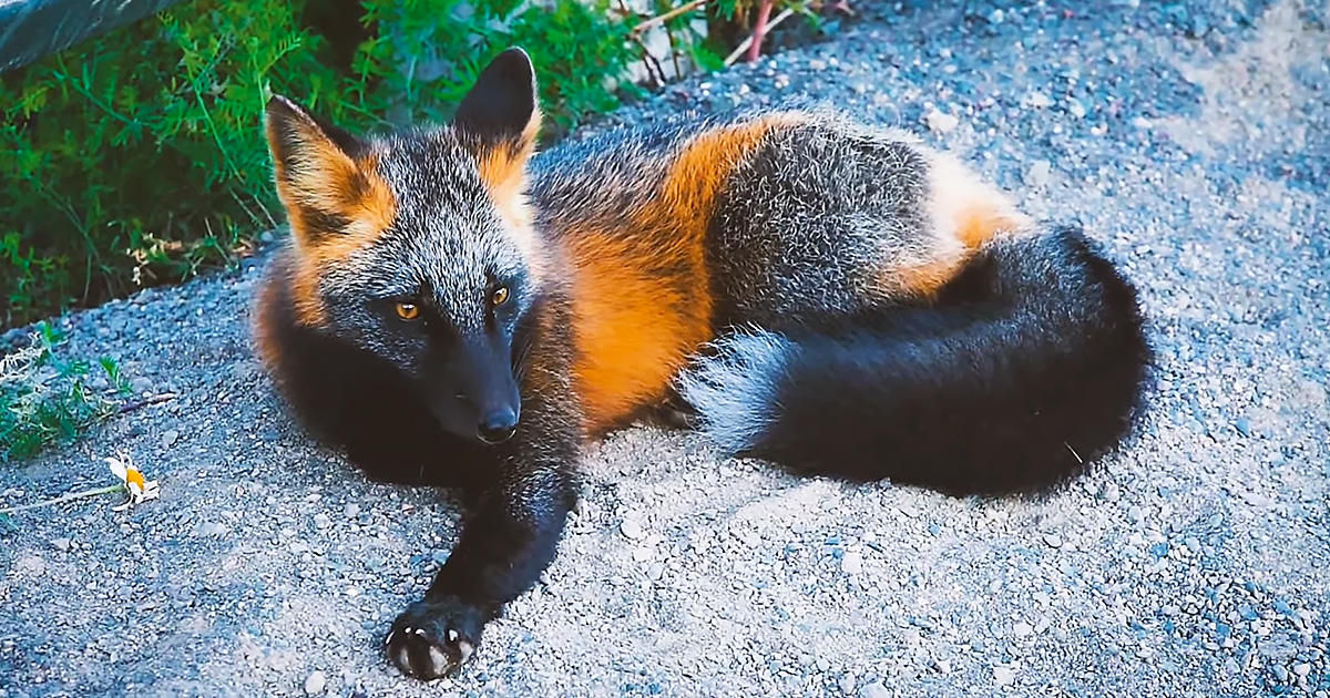 Extremely rare melanistic cross fox spotted out in the wild – Madly Odd!