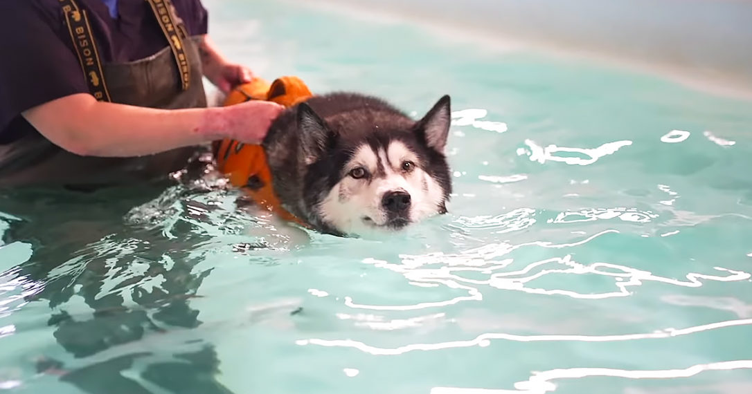 Grumpy Husky feels like a million bucks after his therapeutic swim ...