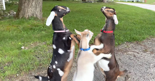 Happy goats dance around outside the barn every evening