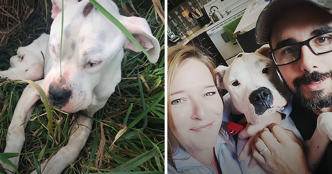 Helpless stray dog rescued and transformed by compassionate couple ...