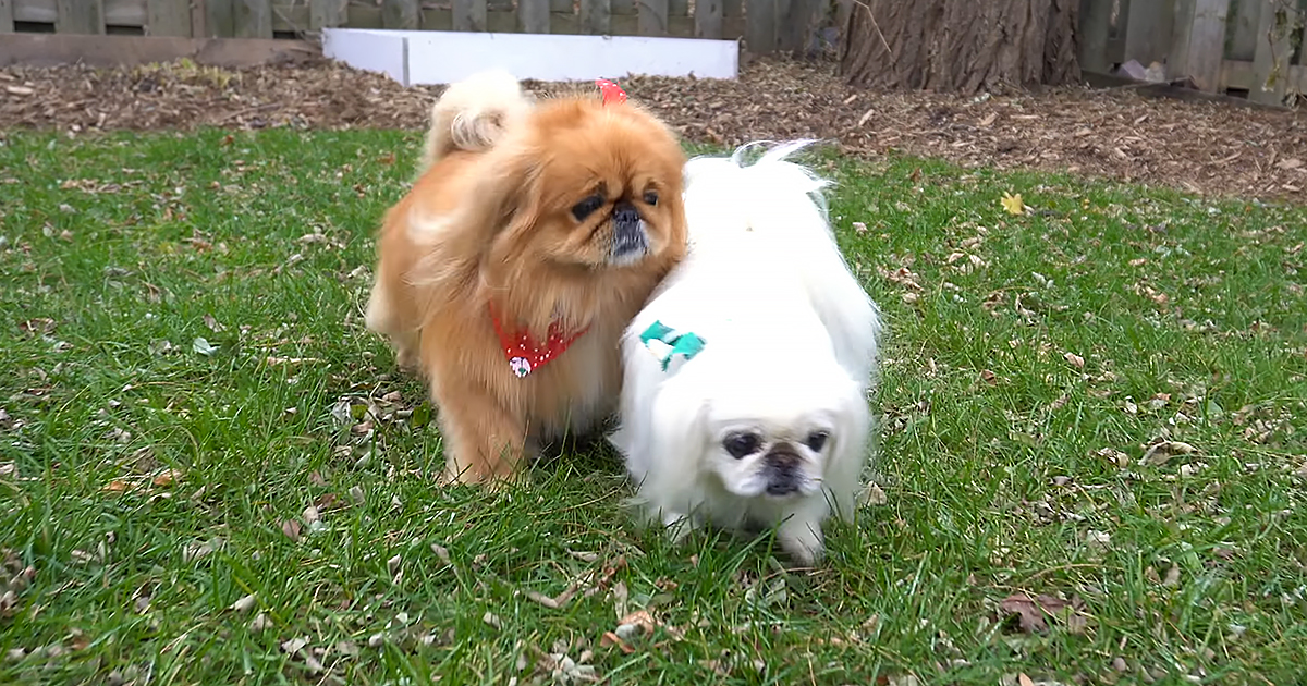 Hilariously indignant Pekingese dogs have funny way of displaying ...