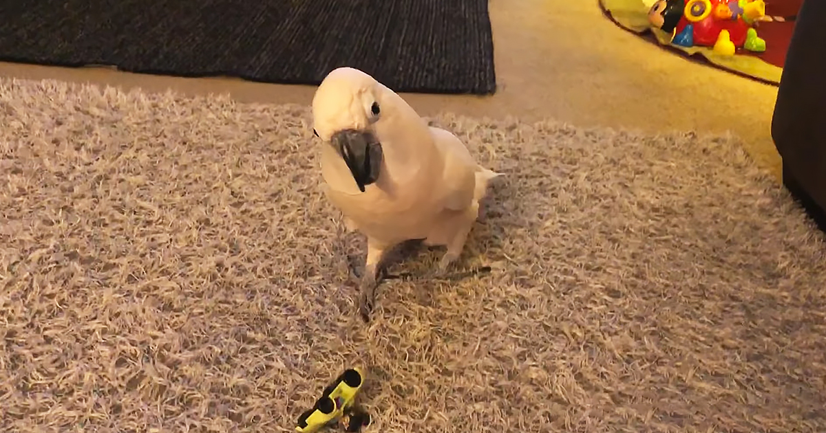 Lively cockatoo is endlessly entertaining with his hilarious antics