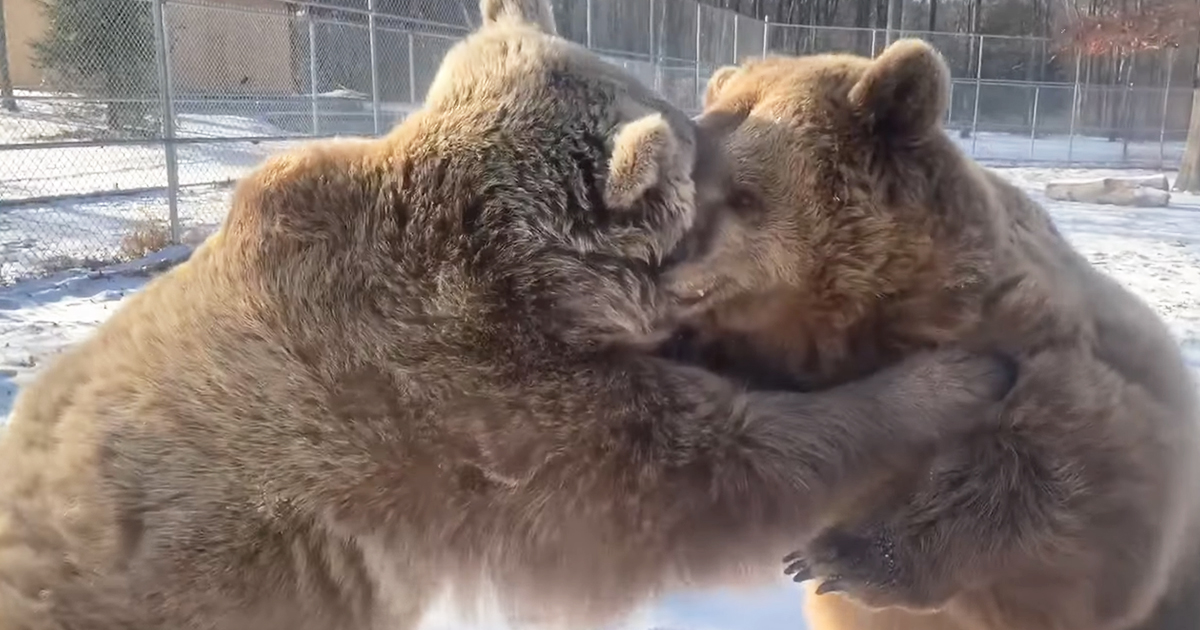 Massive bear siblings love to wrestle in the snow – Madly Odd!