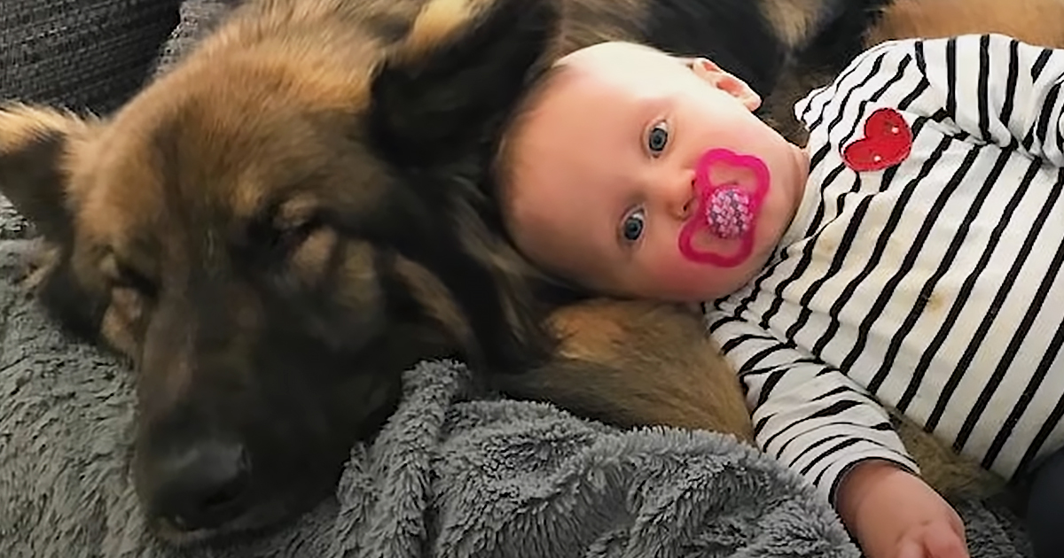 Mischievous German Shepherd becomes a good boy for new human siblings ...