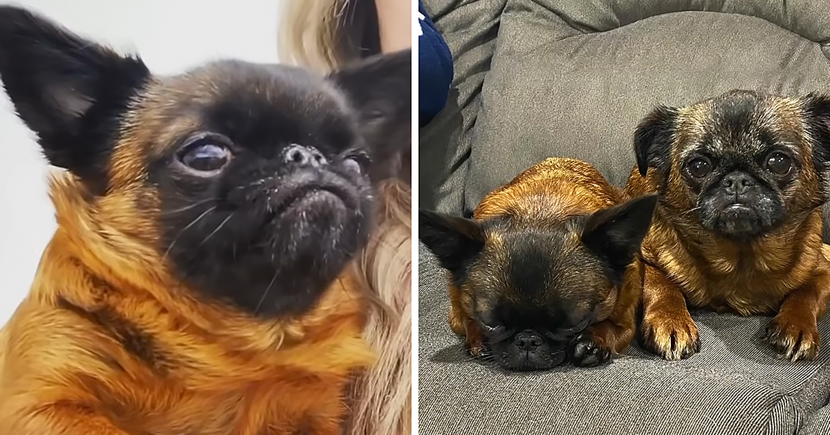 Pint-sized dwarf dog finds a loving home with doggy siblings – Madly Odd!