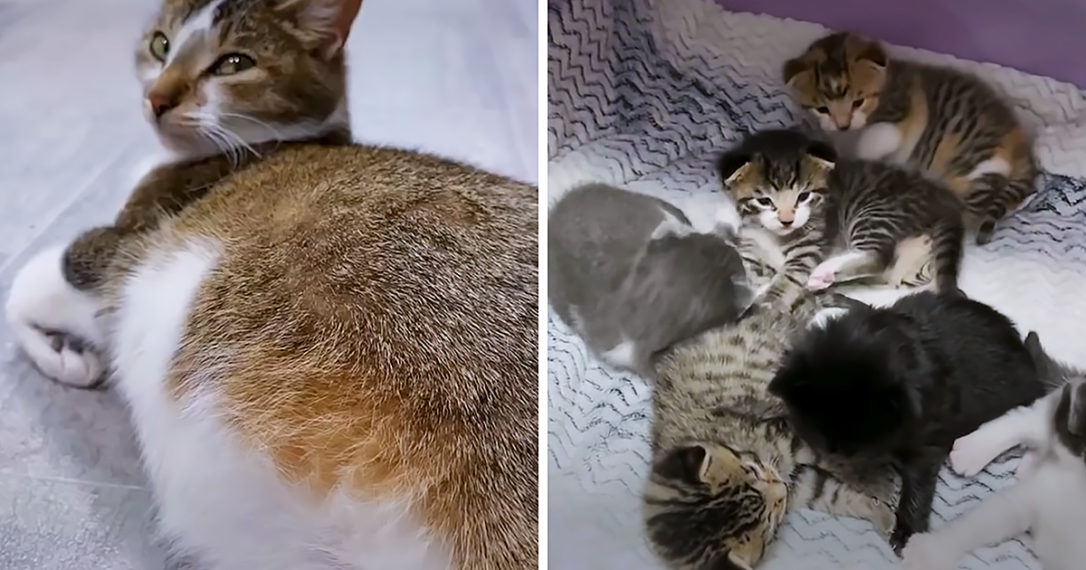 Pregnant Rescue Cat Gives Birth To Six Equally Adorable Kittens