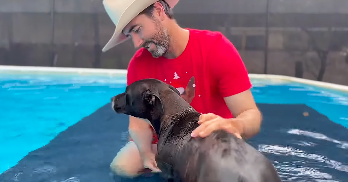 Rescued mama Staffy takes a well-earned break in the pool