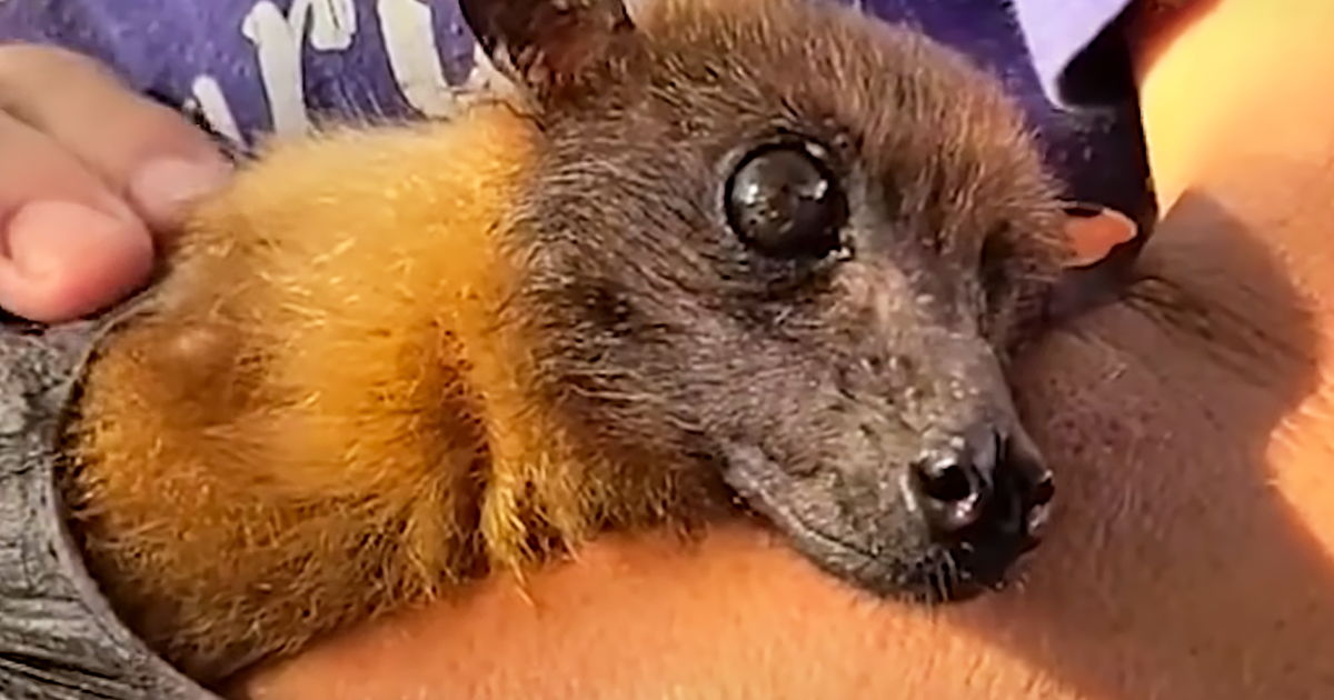 Senior bat gets happy and peaceful retirement at new home