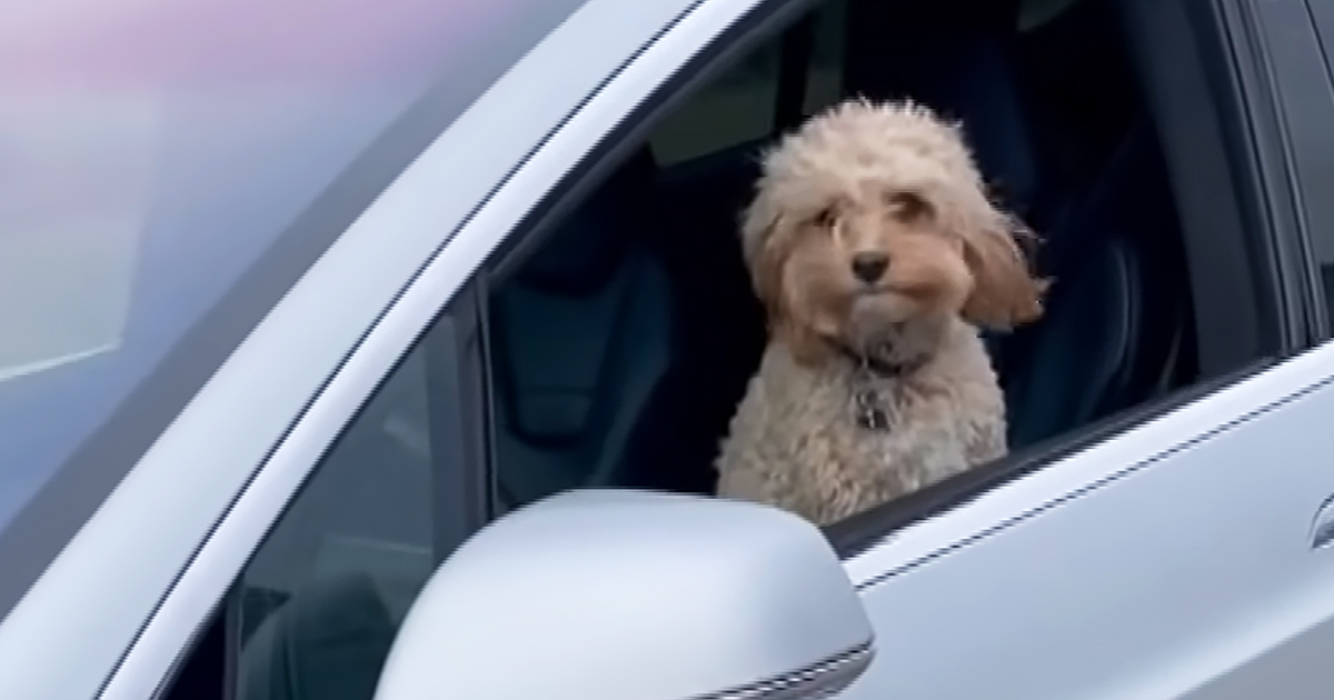 Tiny dog spotted in driver’s seat of Tesla with no one else in the car