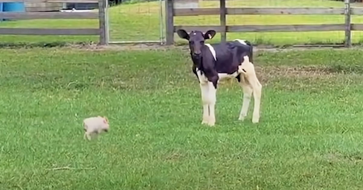 Tiny piglet and baby cow become siblings and love doing zoomies