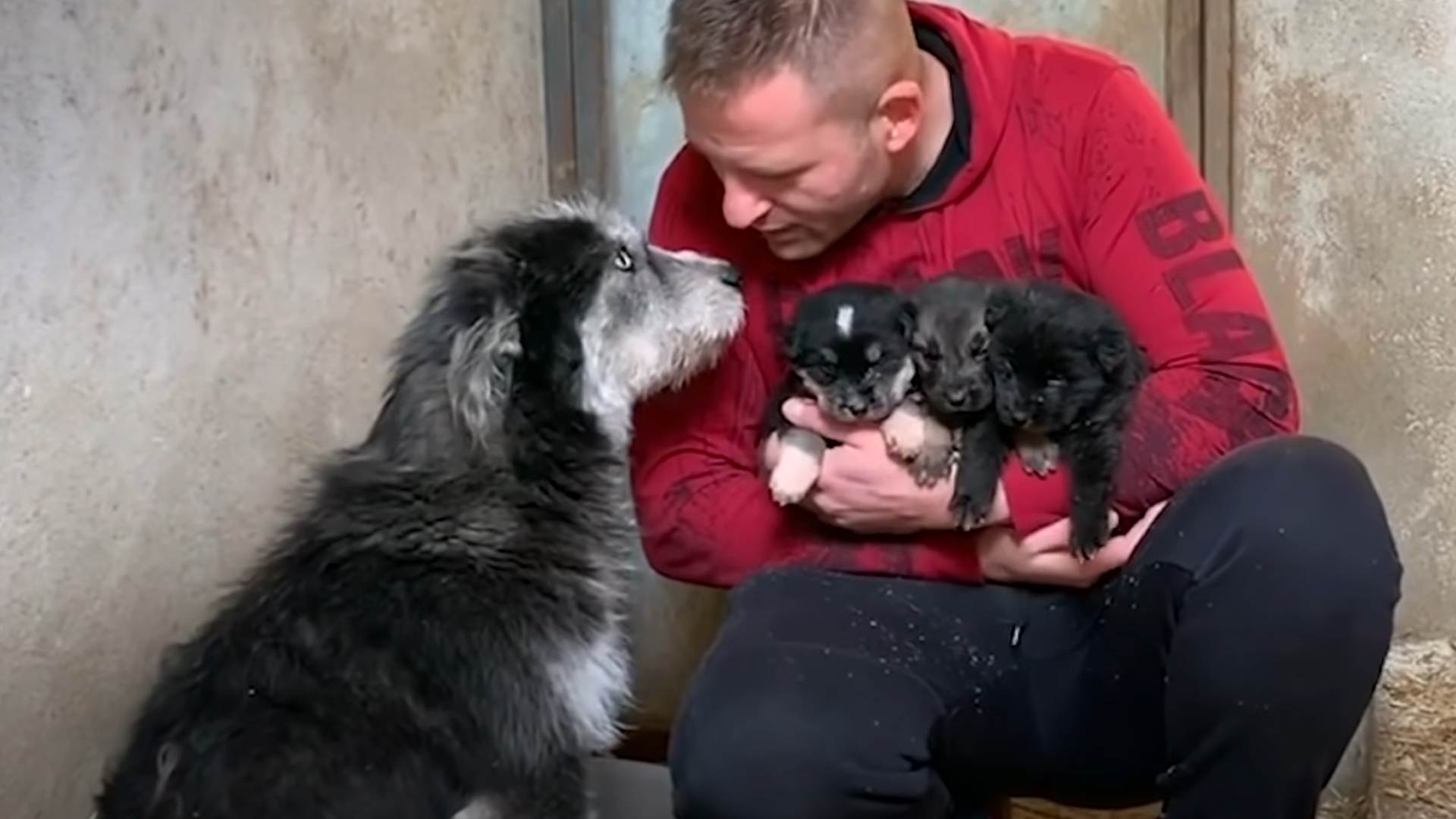 Trusting stray dog asks kindhearted man to help her pups