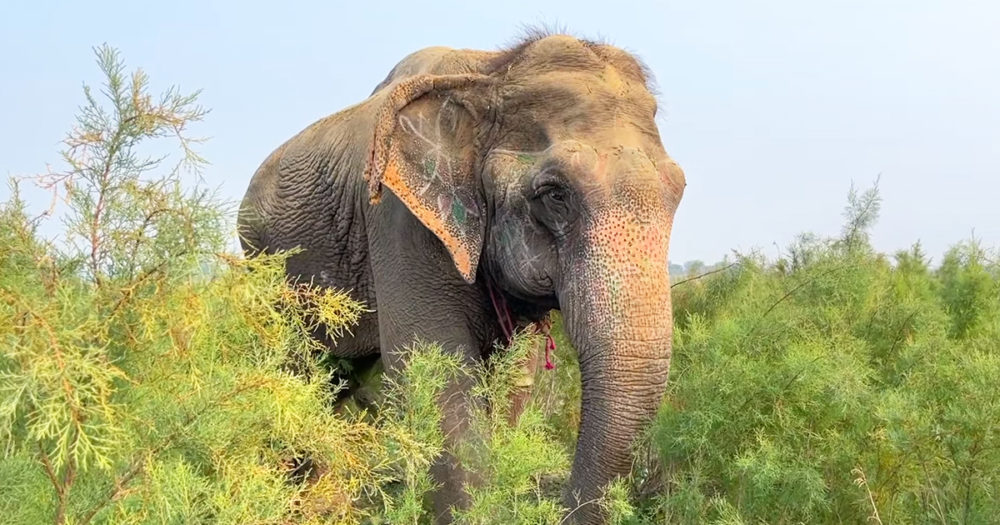 Visually impaired senior elephant takes her first steps of freedom ...