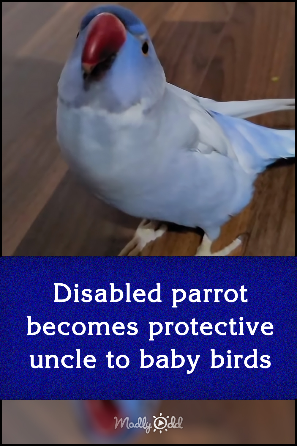 Disabled parrot becomes protective uncle to baby birds