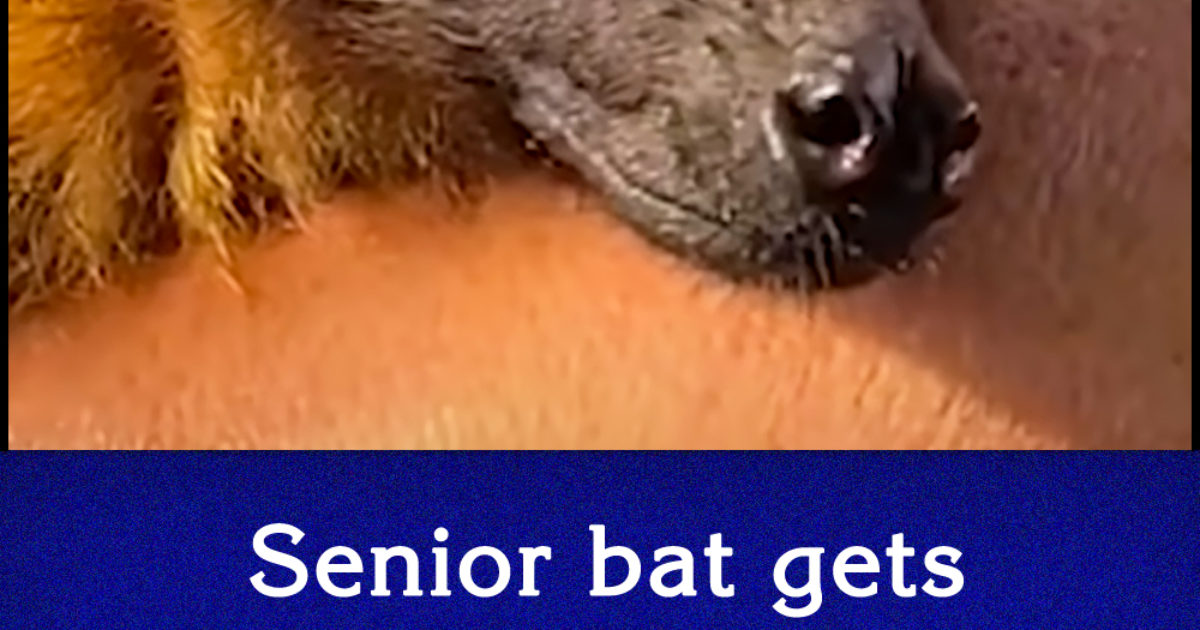 Senior bat gets happy and peaceful retirement at new home