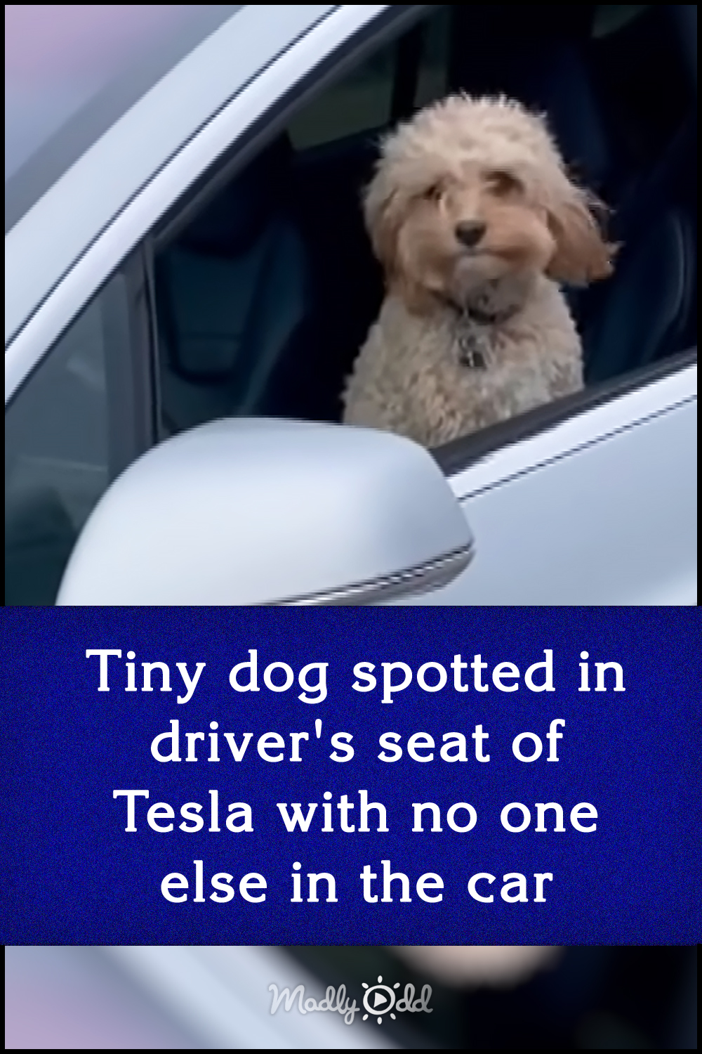Tiny dog spotted in driver’s seat of Tesla with no one else in the car