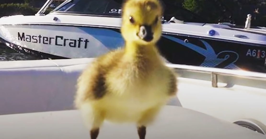 Baby goose becomes rescuer's "wingman," flies in tandem with his boat