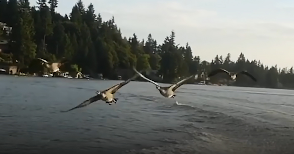 Baby goose becomes rescuer's "wingman," flies in tandem with his boat