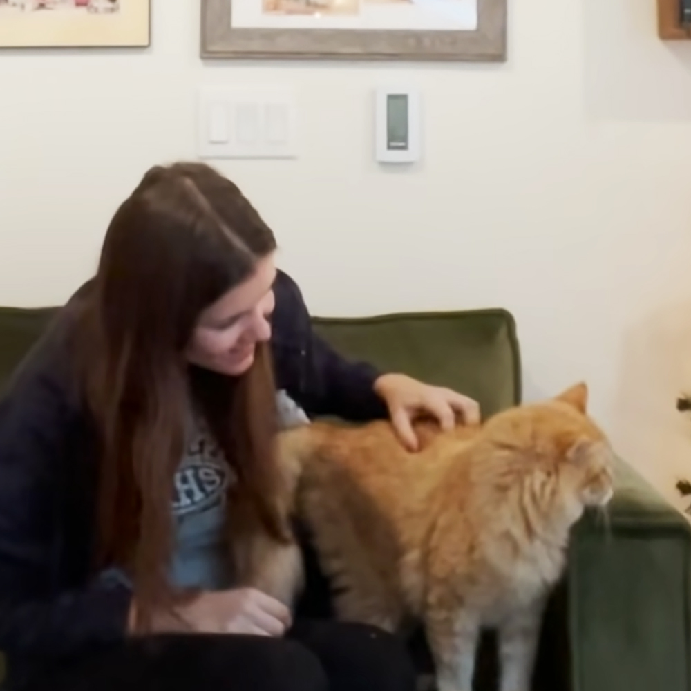 Cat can’t give up his favorite cardboard box, even after shredding it