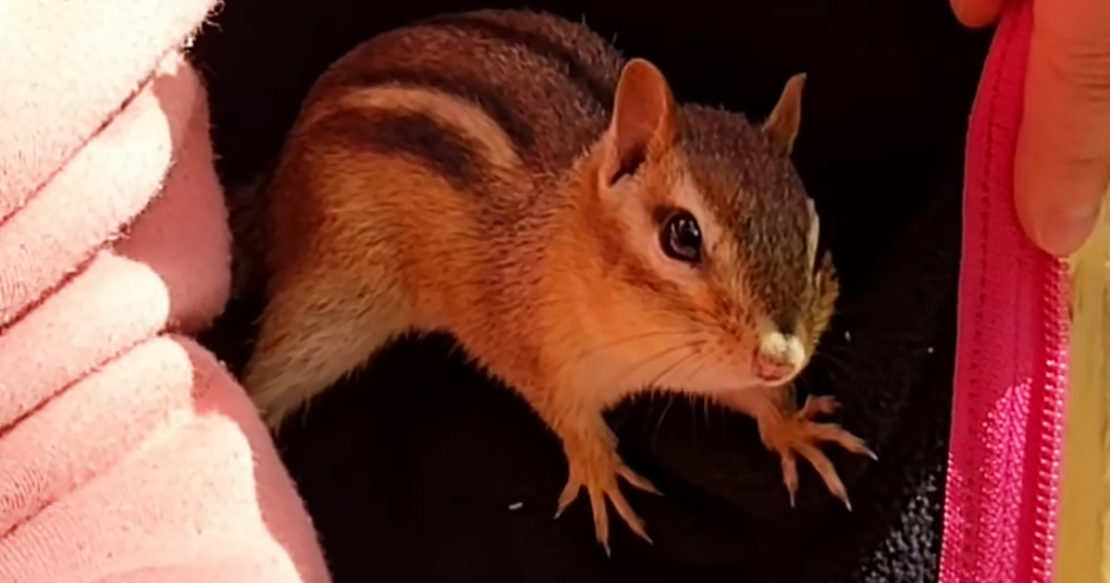 Chipmunk has tons of energy, can't hold still for a second