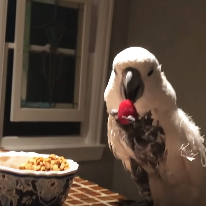 Depressed cockatoo learns to dance with new mom and dad