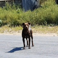 Friendly stray dog rescued after waiting in the same place everyday