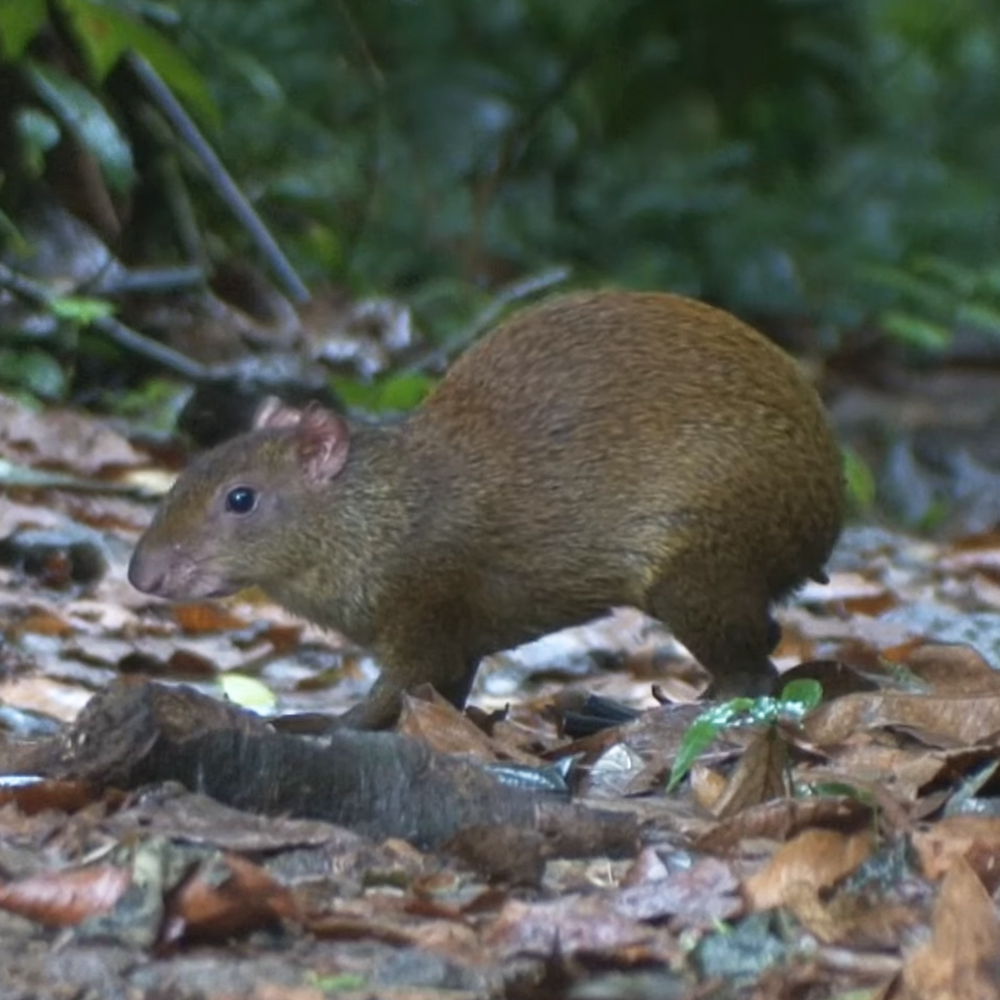 Giant Agouti protects the rainforest with fascinating behavior