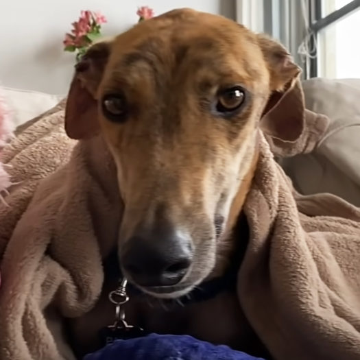 Greyhound retired from racing gets best retirement from new parents