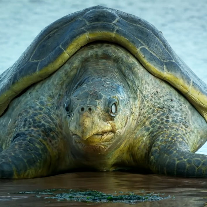 Hyper-realistic “spy turtle” lays observation eggs on beach to film ...