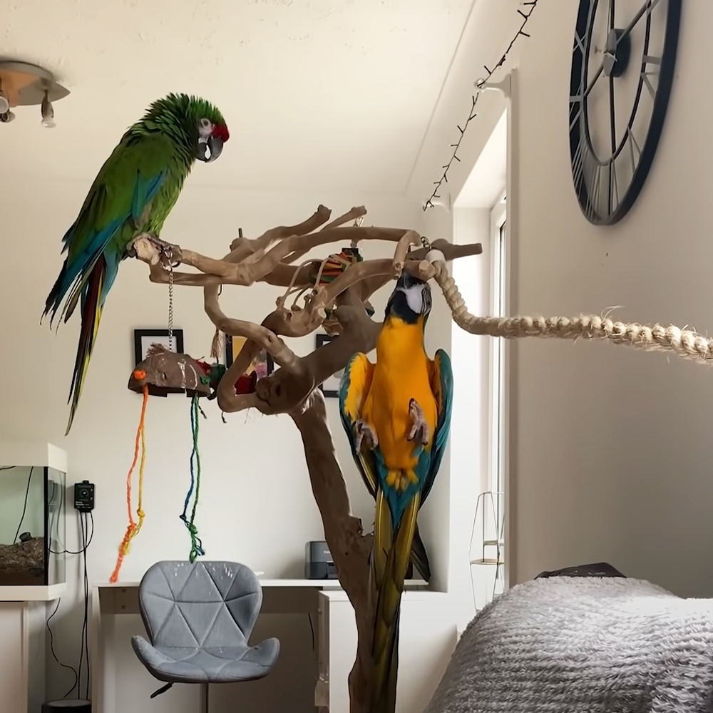Parrot rescued from cage finally learns how to fly